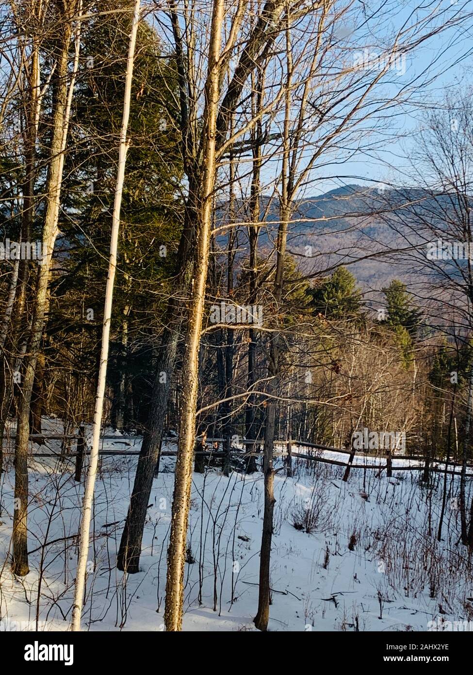Winter scenes and landscape images with tall trees, ice, snow and view ...