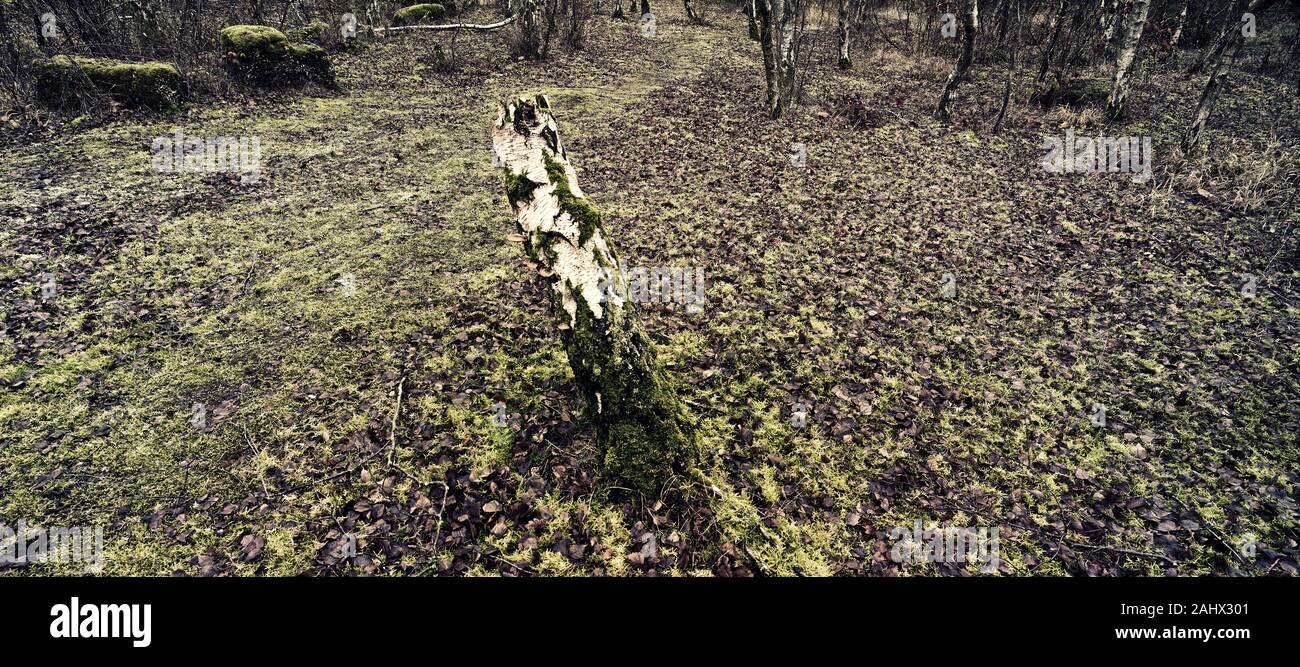 Intimate natural landscape of cut tree stump in foreground of woodland ...