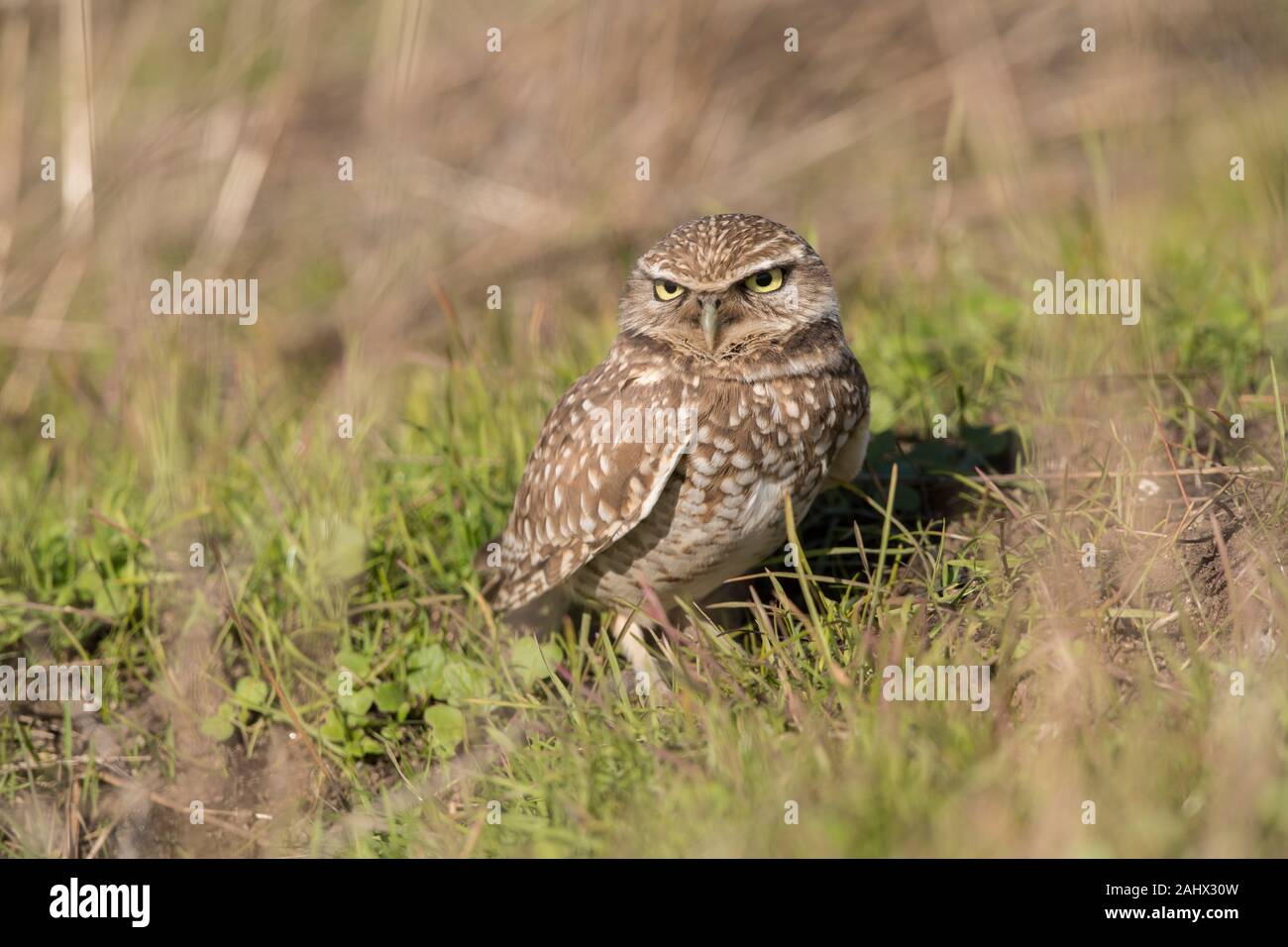 Seashore birds hi-res stock photography and images - Alamy