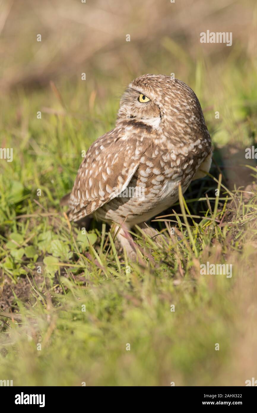 Seashore birds hi-res stock photography and images - Alamy