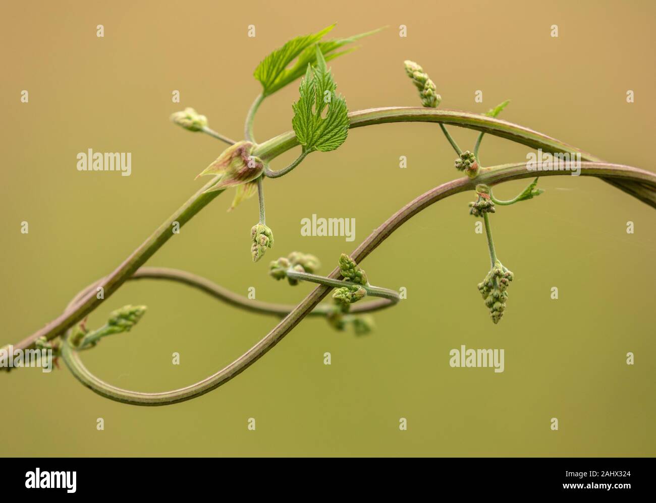 Wild Hop, Humulus lupulus vine, with male inflorescences in bud ...