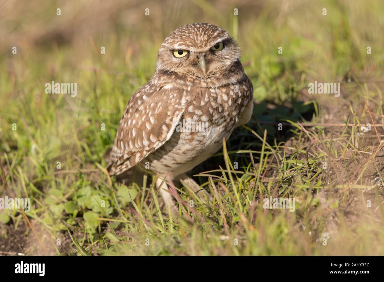 Burrowing owl at Point Reyes National Seashore, California Stock Photo ...