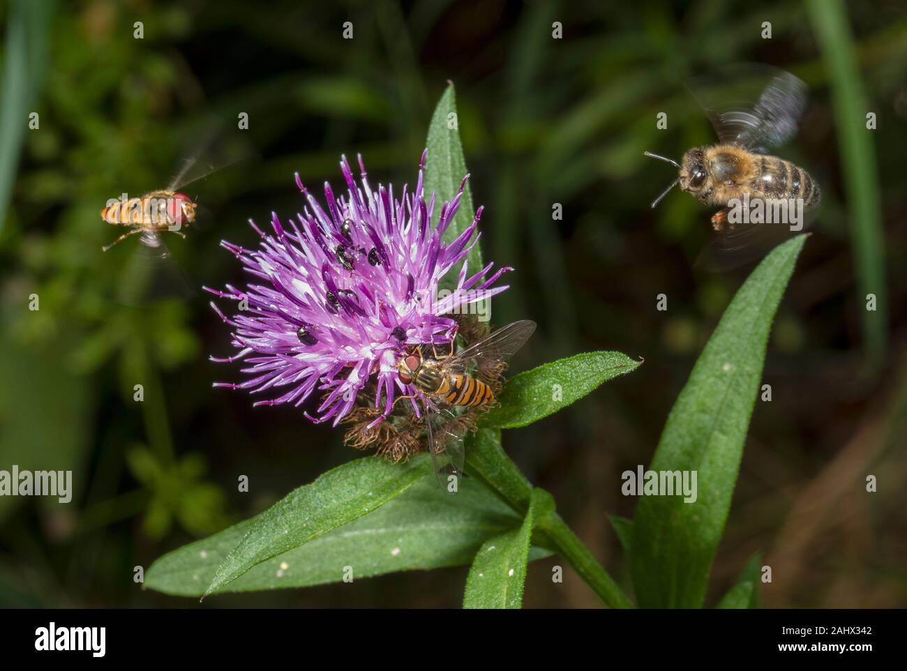 Insects visiting Common Knapweed, Centaurea nigra in wildlife garden ...