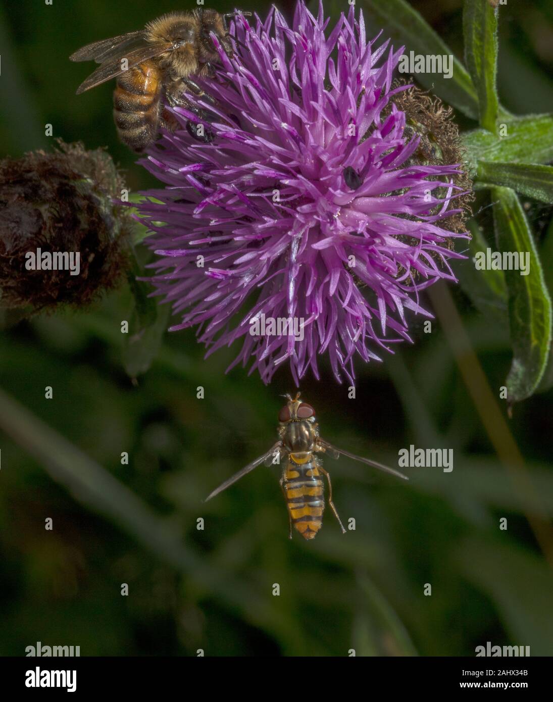 Insects visiting Common Knapweed, Centaurea nigra in wildlife garden ...