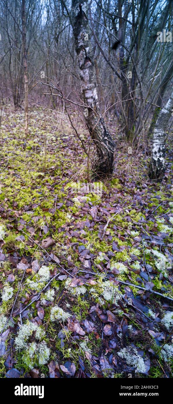 Colourful mosses in a damp area of Beacon Wood Country Park, Kent ...