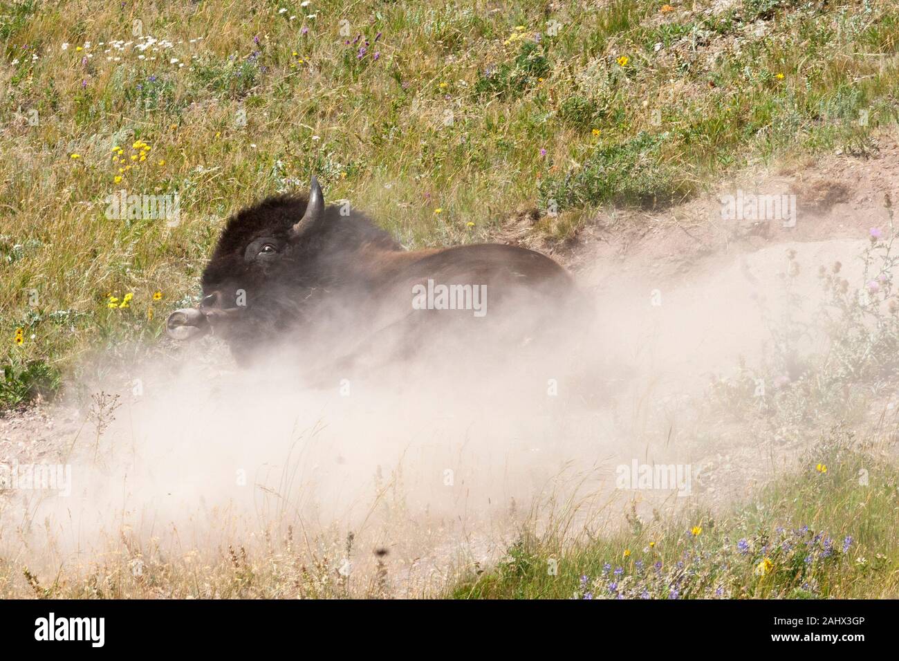 Waterton lakes national park alberta american buffalo bison buffalo hi ...