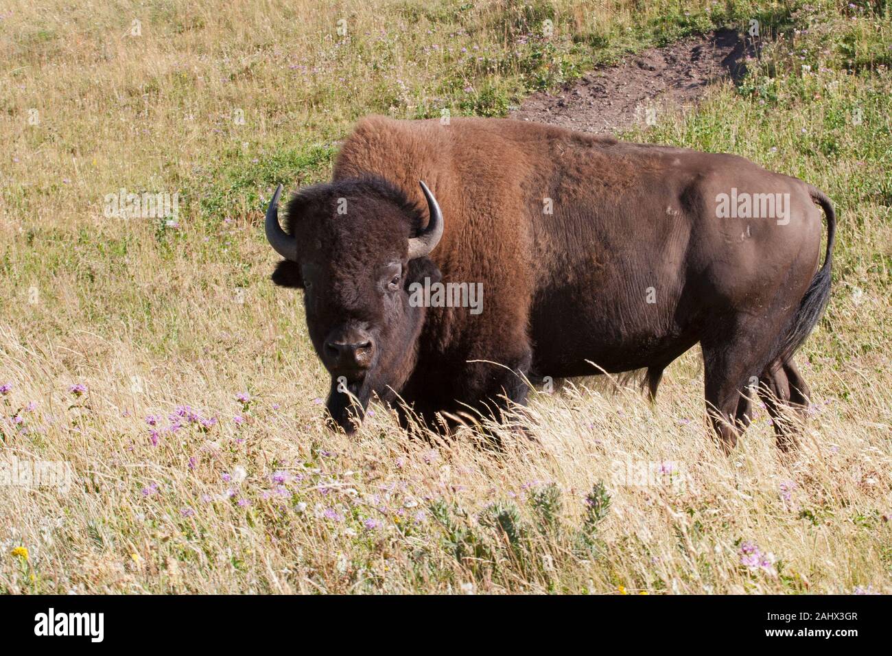 Grasslands biomes animals hi-res stock photography and images - Alamy