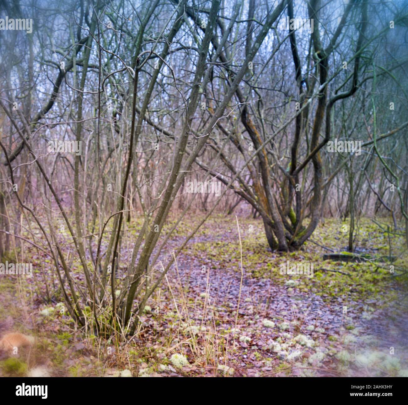 Welcoming path through winter woodland in the English countryside ...