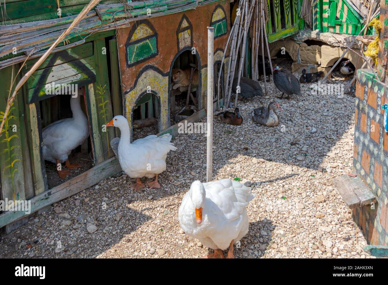 Duck and turkeys hi-res stock photography and images - Alamy