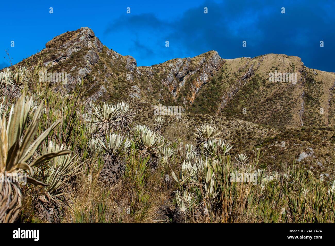 Beautiful landscape of Colombian Andean mountains showing paramo type ...
