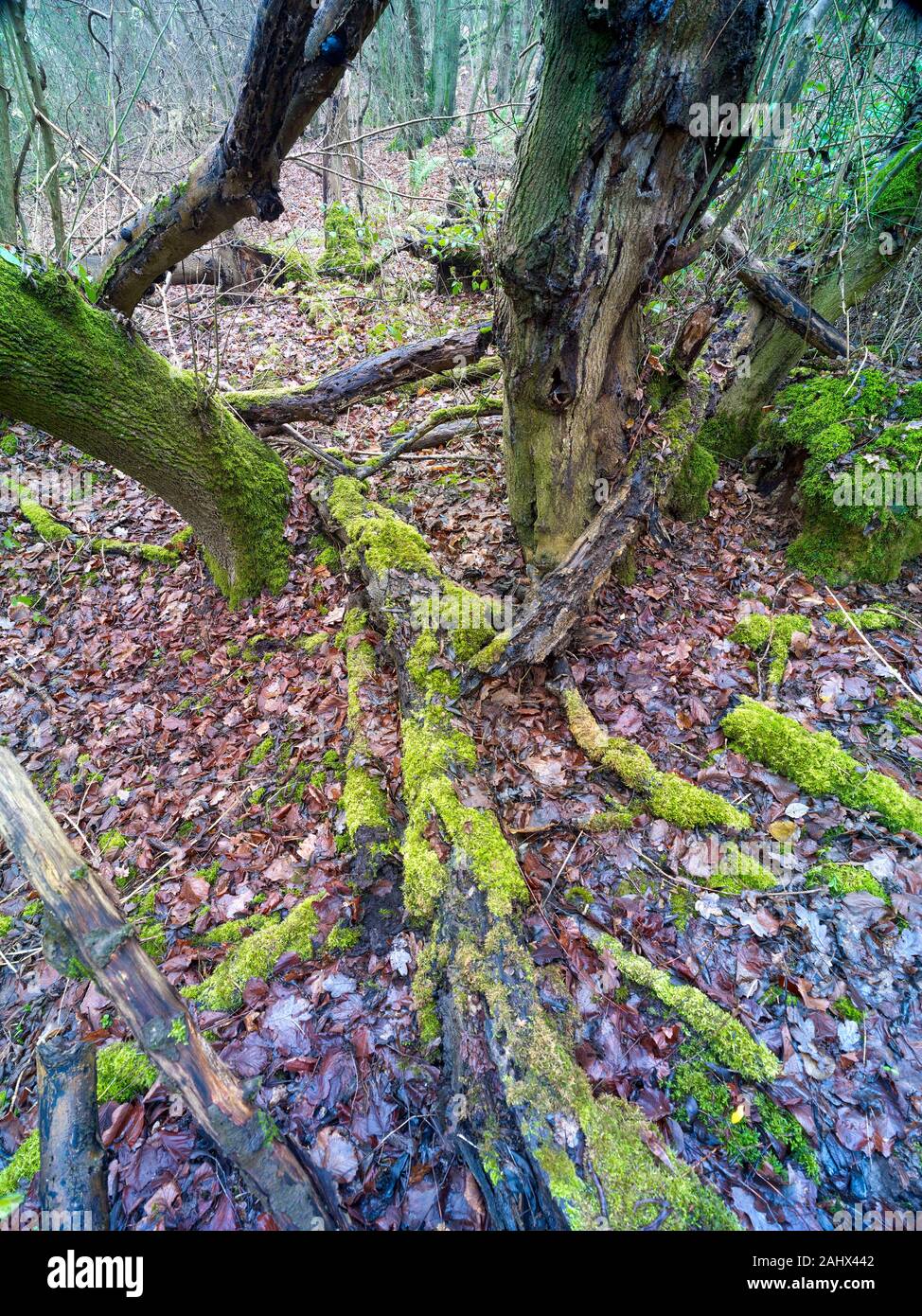 Natures random pattern illustrated by tangled roots and tree trunks ...