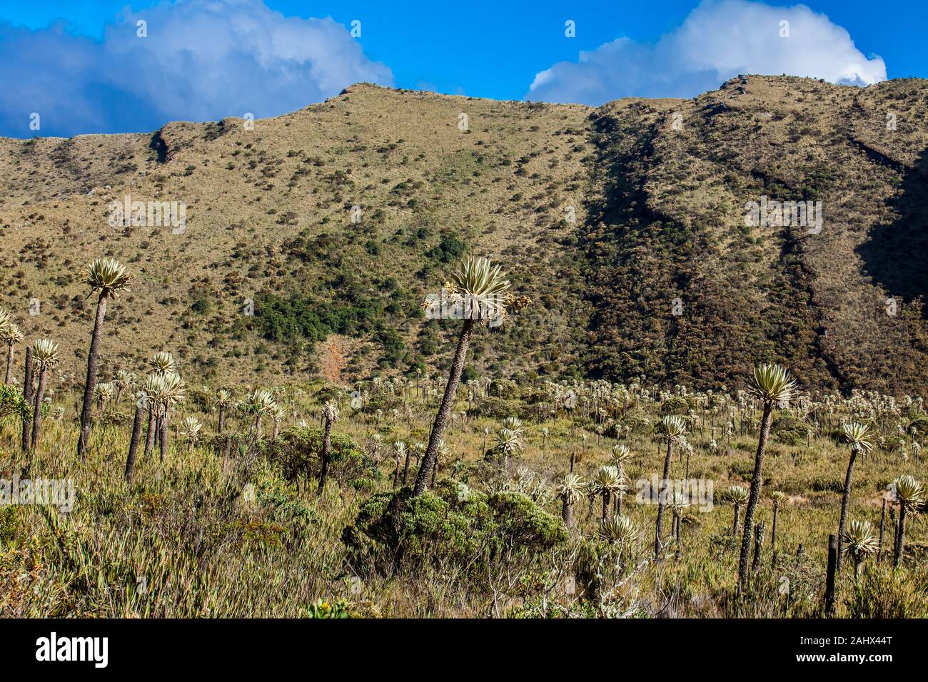 Beautiful landscape of Colombian Andean mountains showing paramo type ...