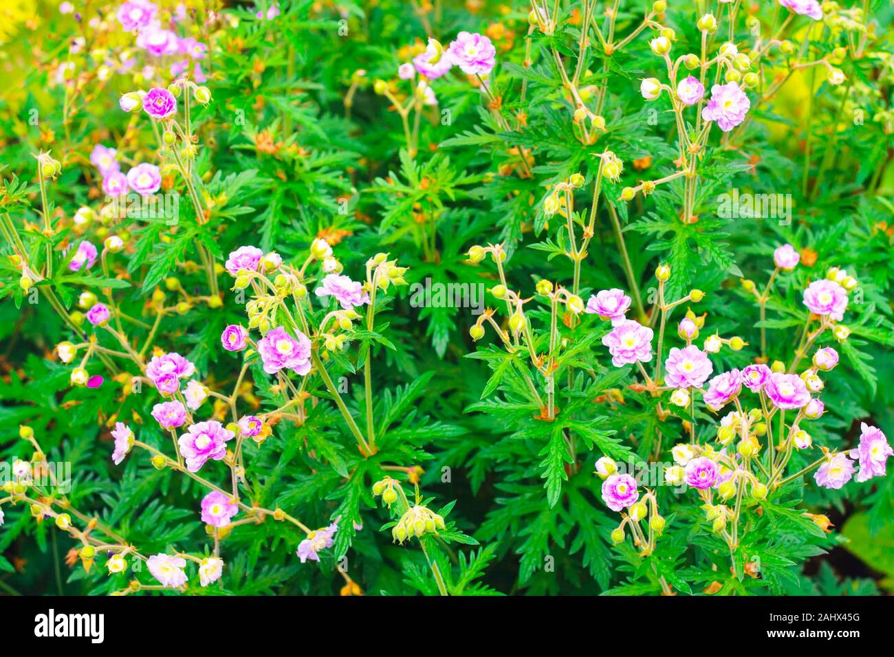 Pink Geraniums flowers in nature. Geranium pratense, the meadow cranes ...