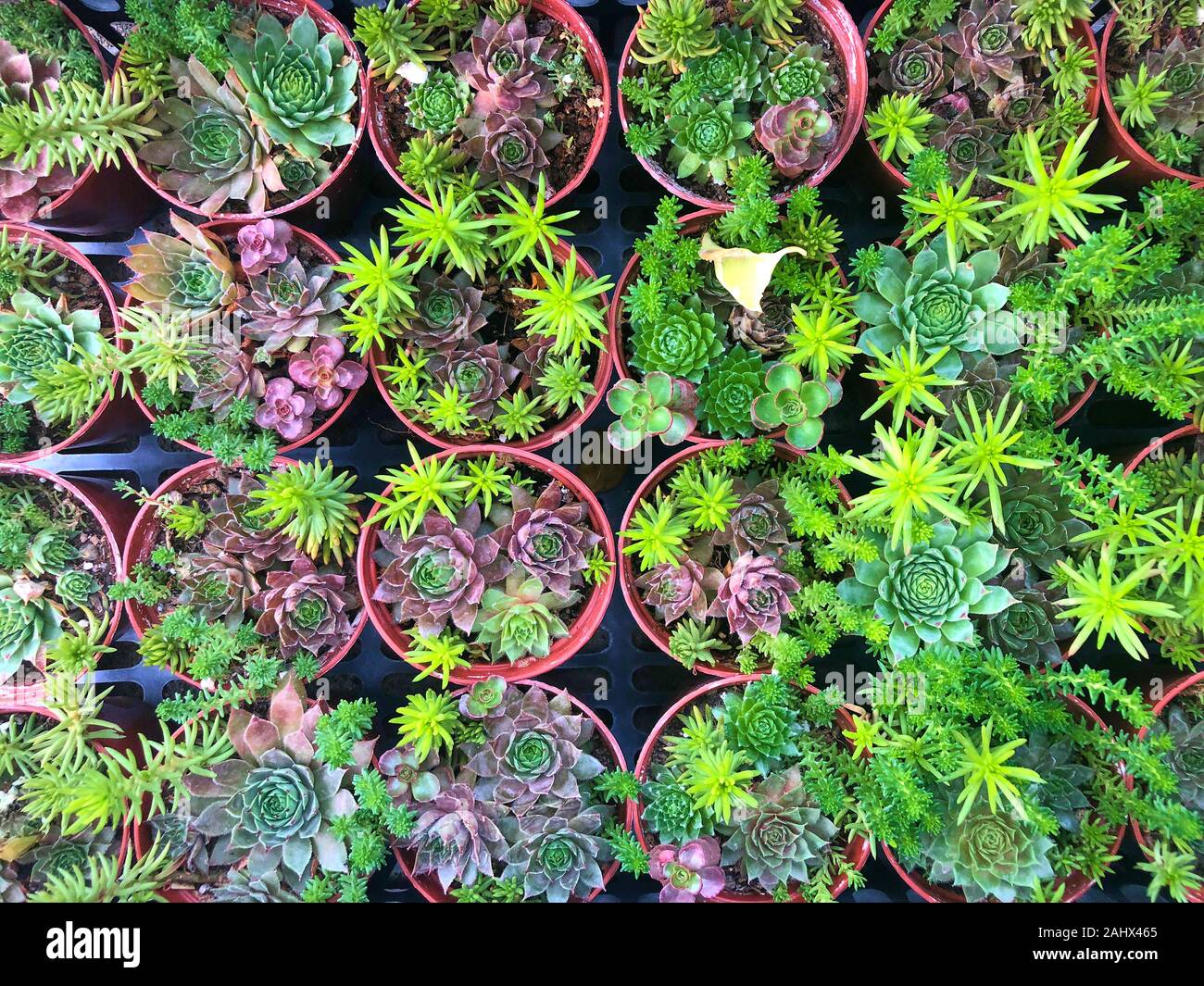 Stone rose. Rejuvenated. Stone roses - rejuvenated. Stone roses flower ...