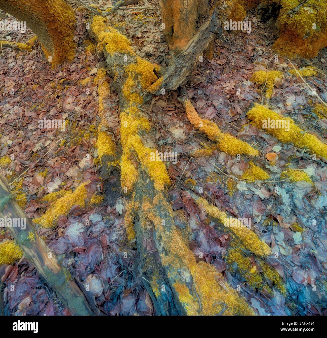 Natures random pattern illustrated by tangled roots and tree trunks ...