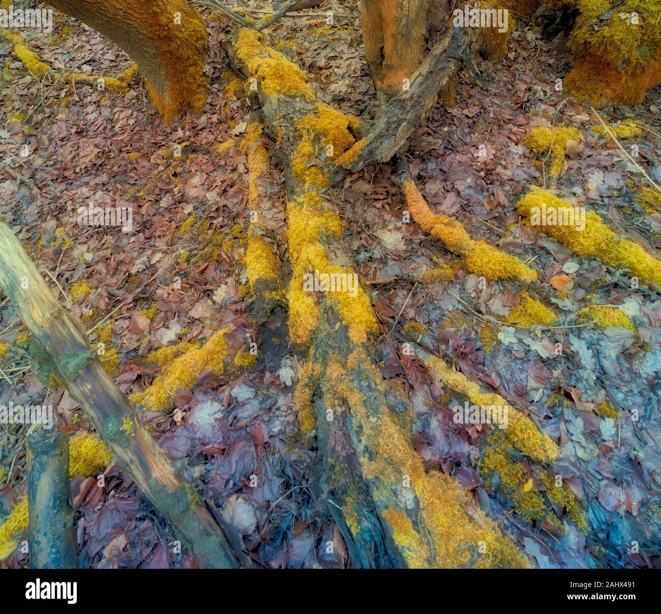 Natures random pattern illustrated by tangled roots and tree trunks ...