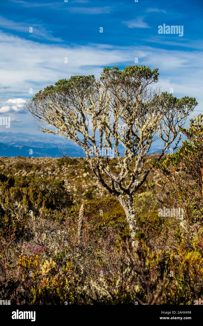 Beautiful landscape of Colombian Andean mountains showing paramo type ...