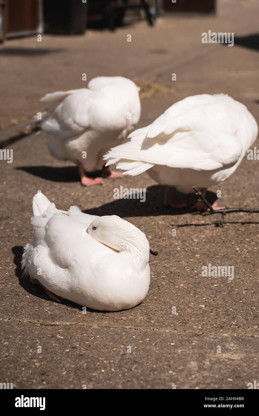 White geese preening and sleeping in a city farm in London Stock Photo ...