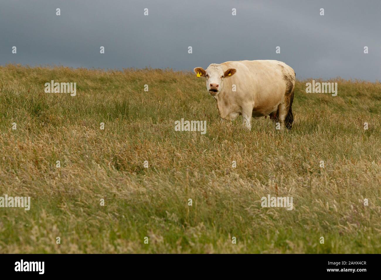 Cattle (Bos taurus) grazing on field, Scotland, United Kingdom Stock ...