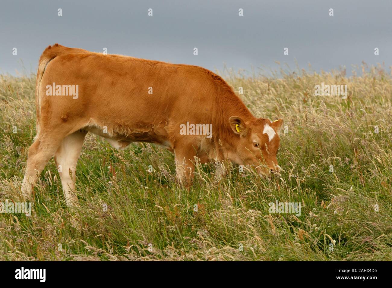 Bos taurus cattle grazing in hi-res stock photography and images - Alamy