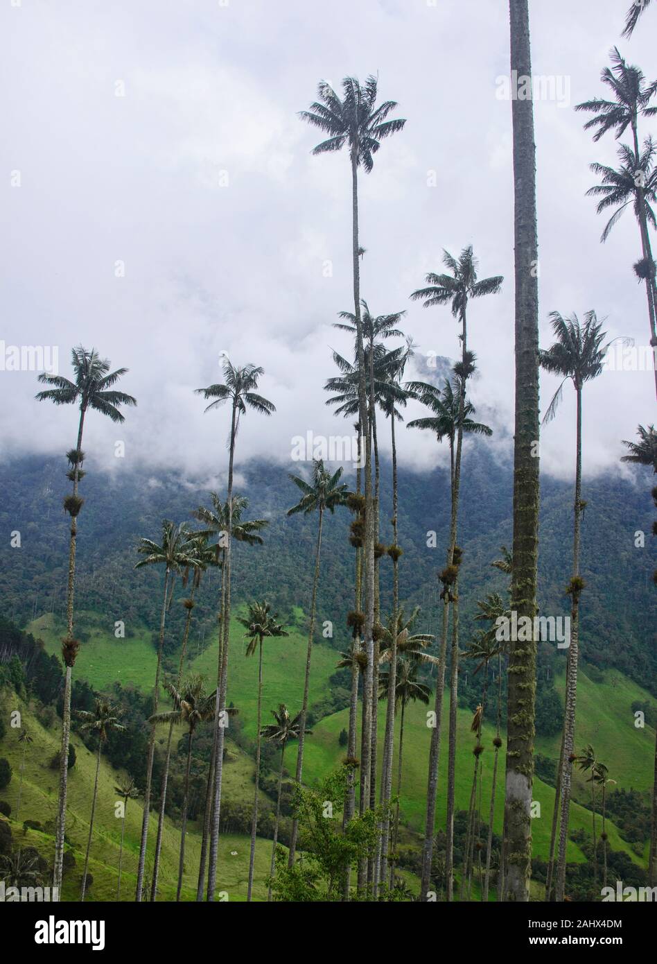 Wax palms (Ceroxylon quindiuense) in the green Cocora Valley, Salento ...