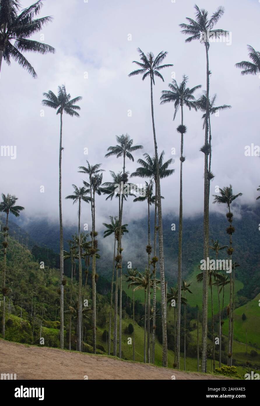 Ceroxylon quindiuense palm hi-res stock photography and images - Alamy