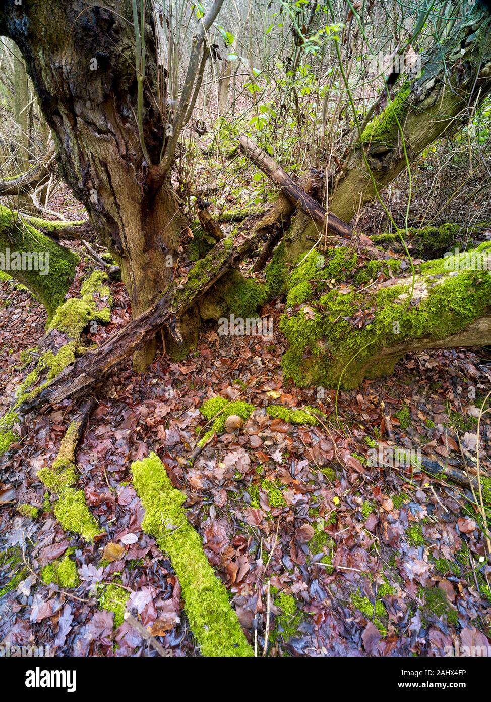 Natures random pattern illustrated by tangled roots and tree trunks ...