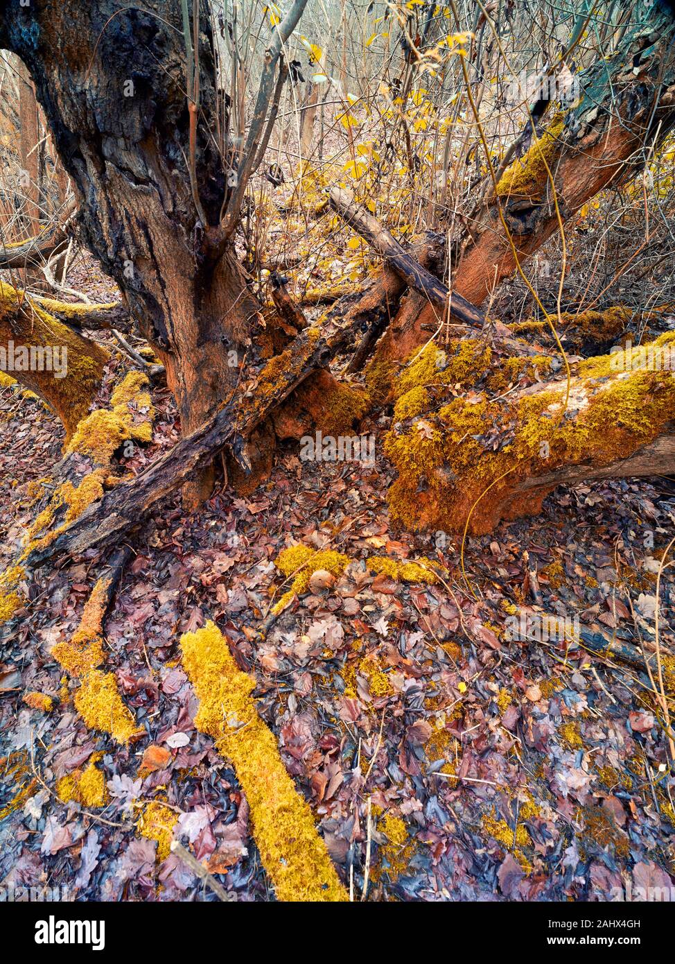 Natures random pattern illustrated by tangled roots and tree trunks ...