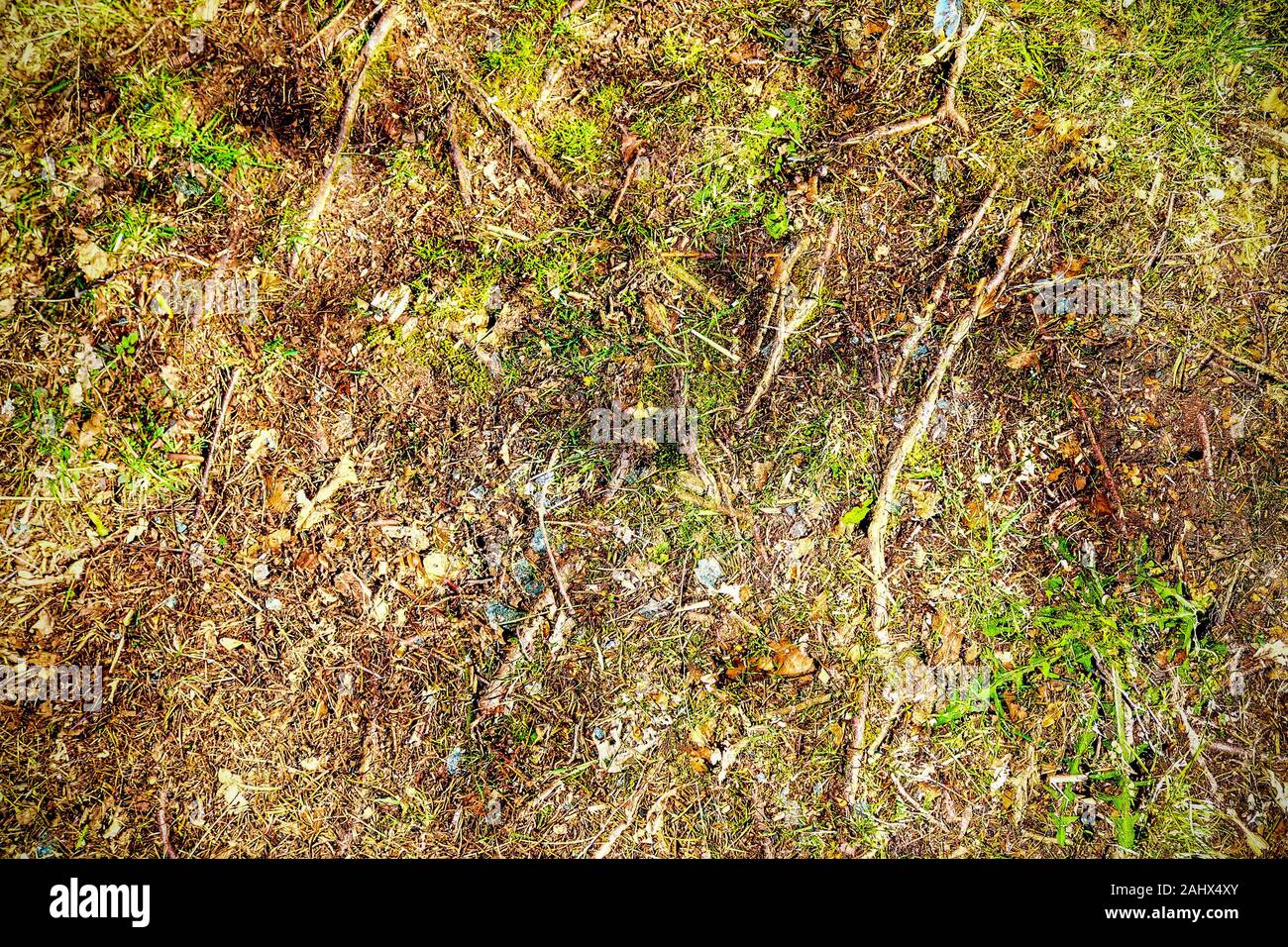 Detailed close up view on seasonal forest ground textures Stock Photo ...