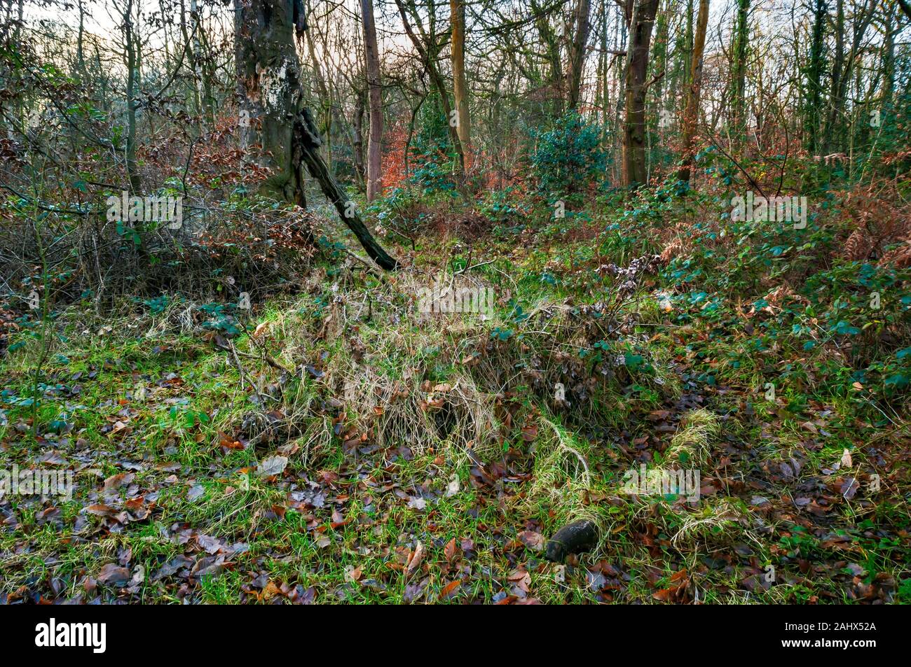 Clearing in dense undergrowth with tangled branches and young tree ...
