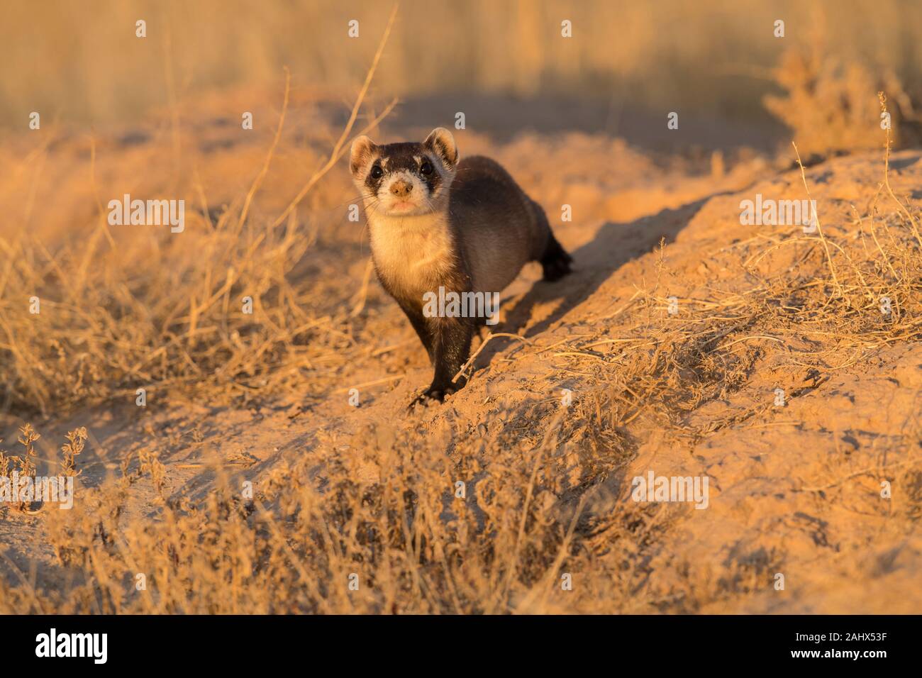 Ferret at release site coyote basin hi-res stock photography and images ...