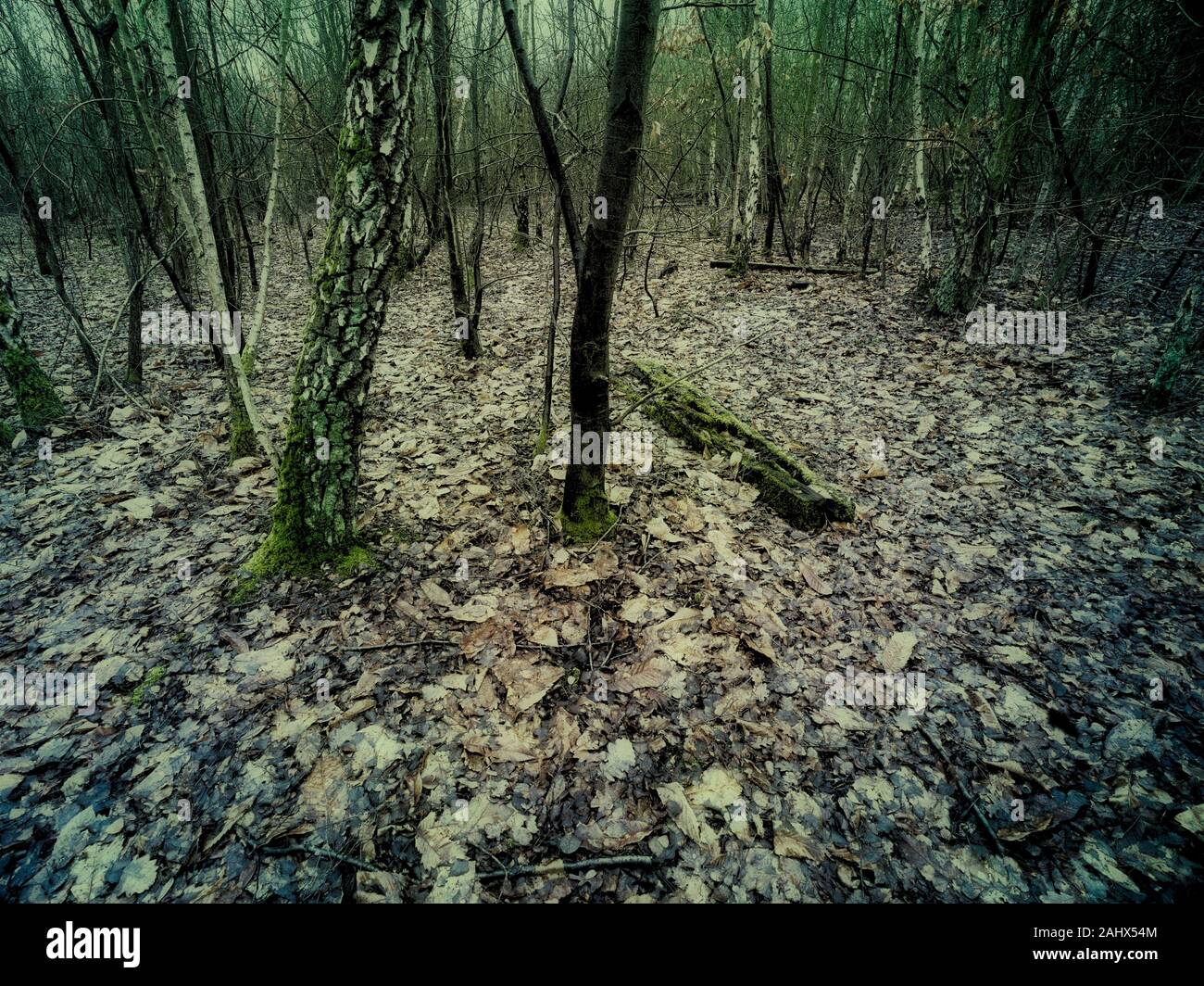 Woodland landscape in the Beacon Wood Country Park area of Kent ...