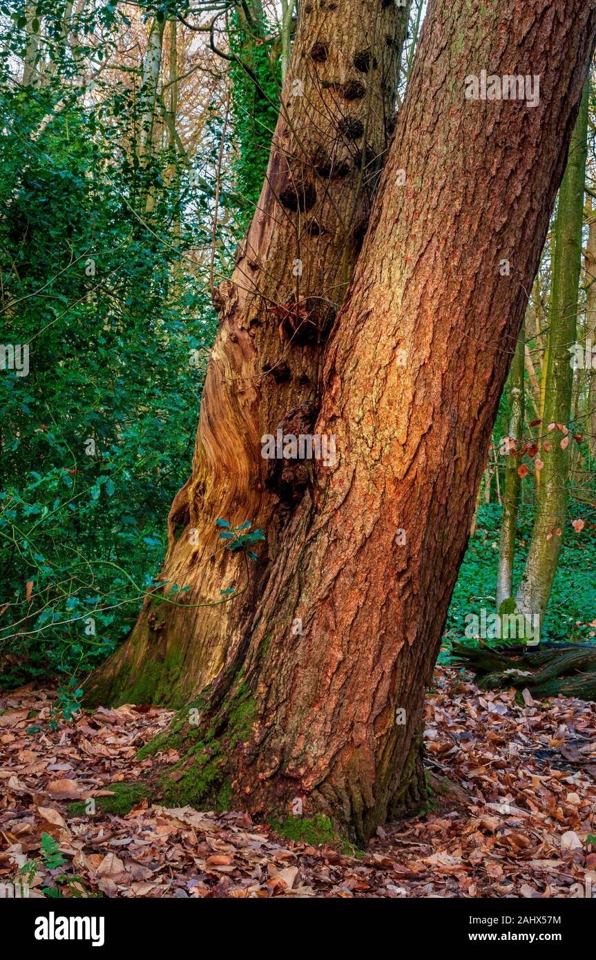 Portrait view of two red tree trunks in a clearing in Ecclesall Woods ...