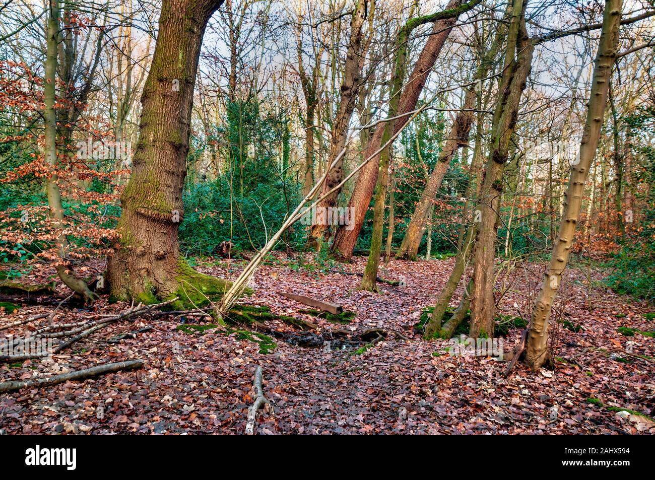 Clearing in dense undergrowth with tangled branches and young tree ...