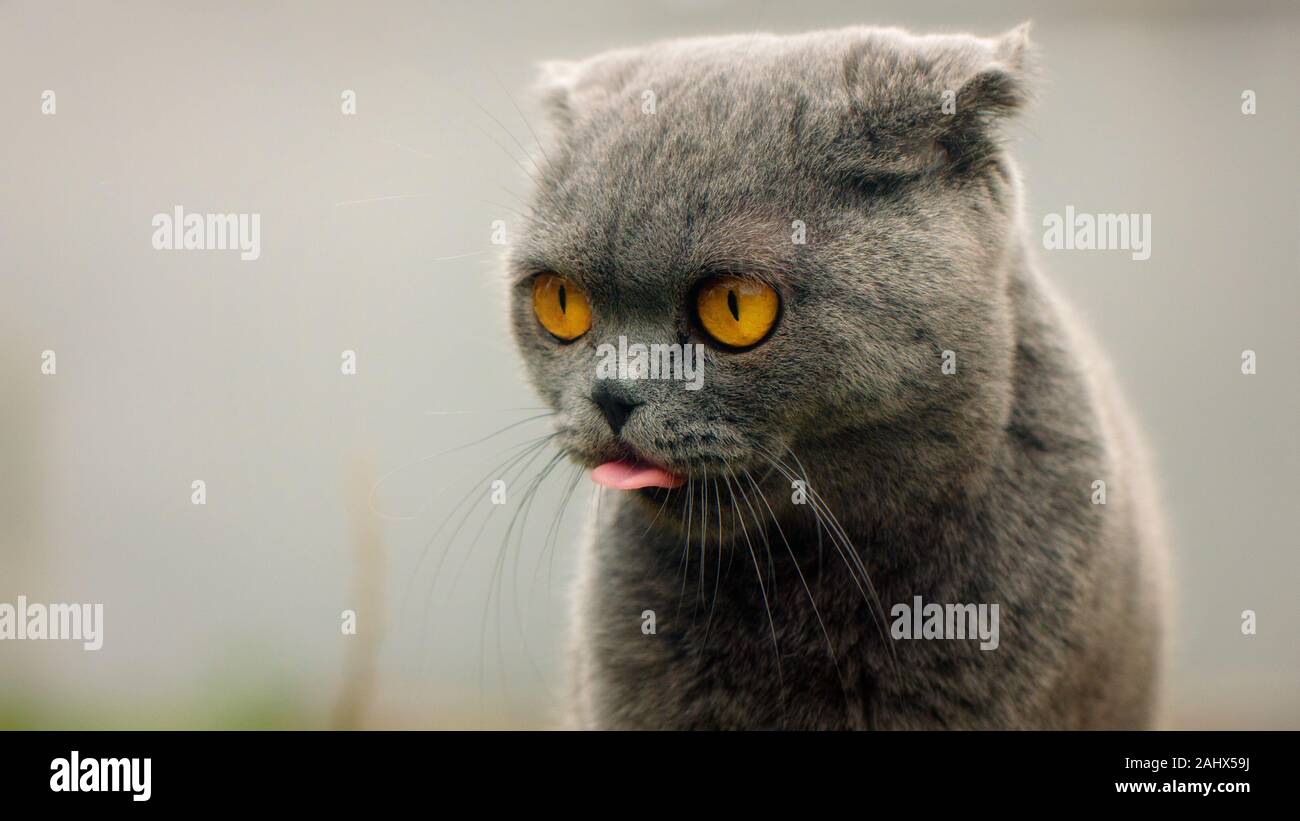 English gray fold cat on gray background shows tongue Stock Photo - Alamy