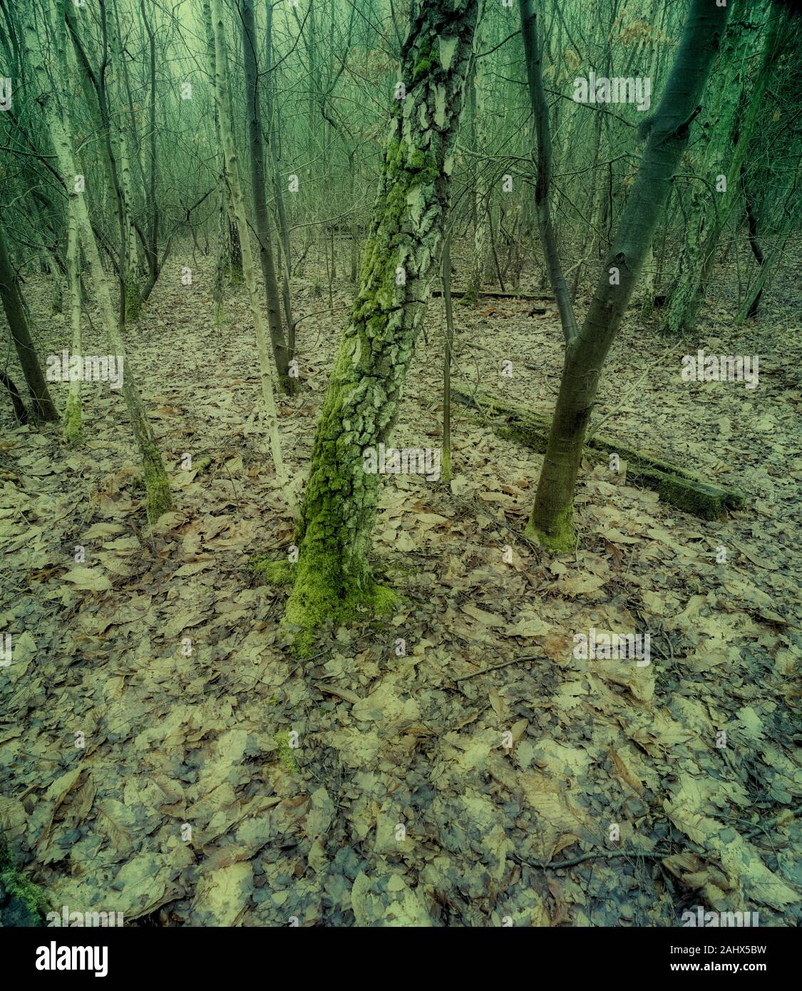 Woodland landscape in the Beacon Wood Country Park area of Kent ...