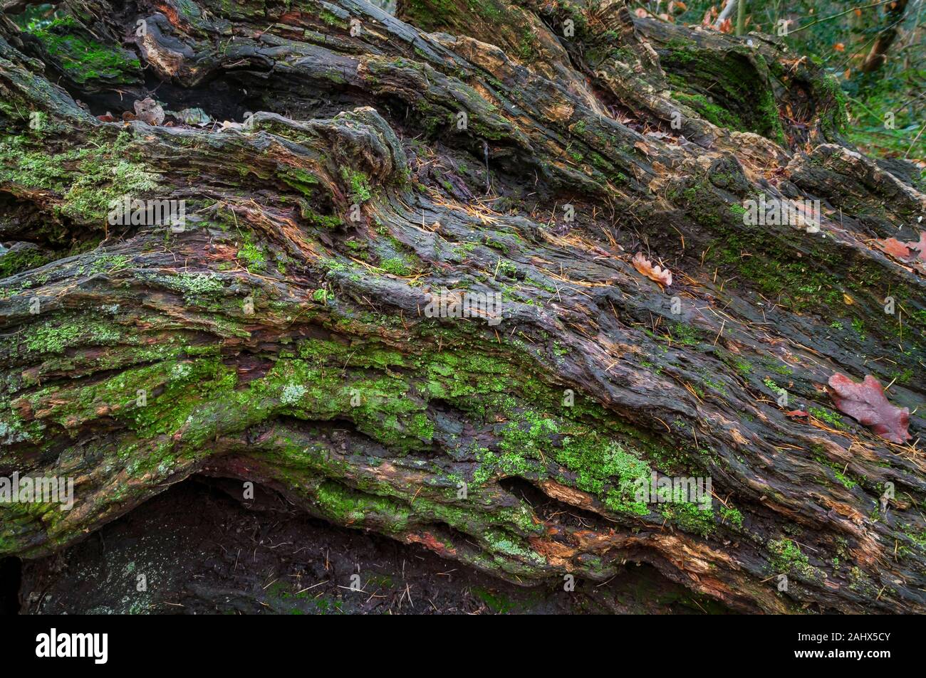 Close-up of the bark of a very large dead tree in Ecclesall Woods ...