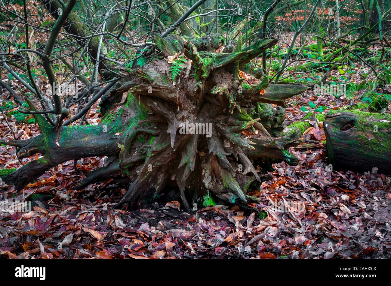Roots of a very large fallen dead tree in Ecclesall Woods, ancient ...