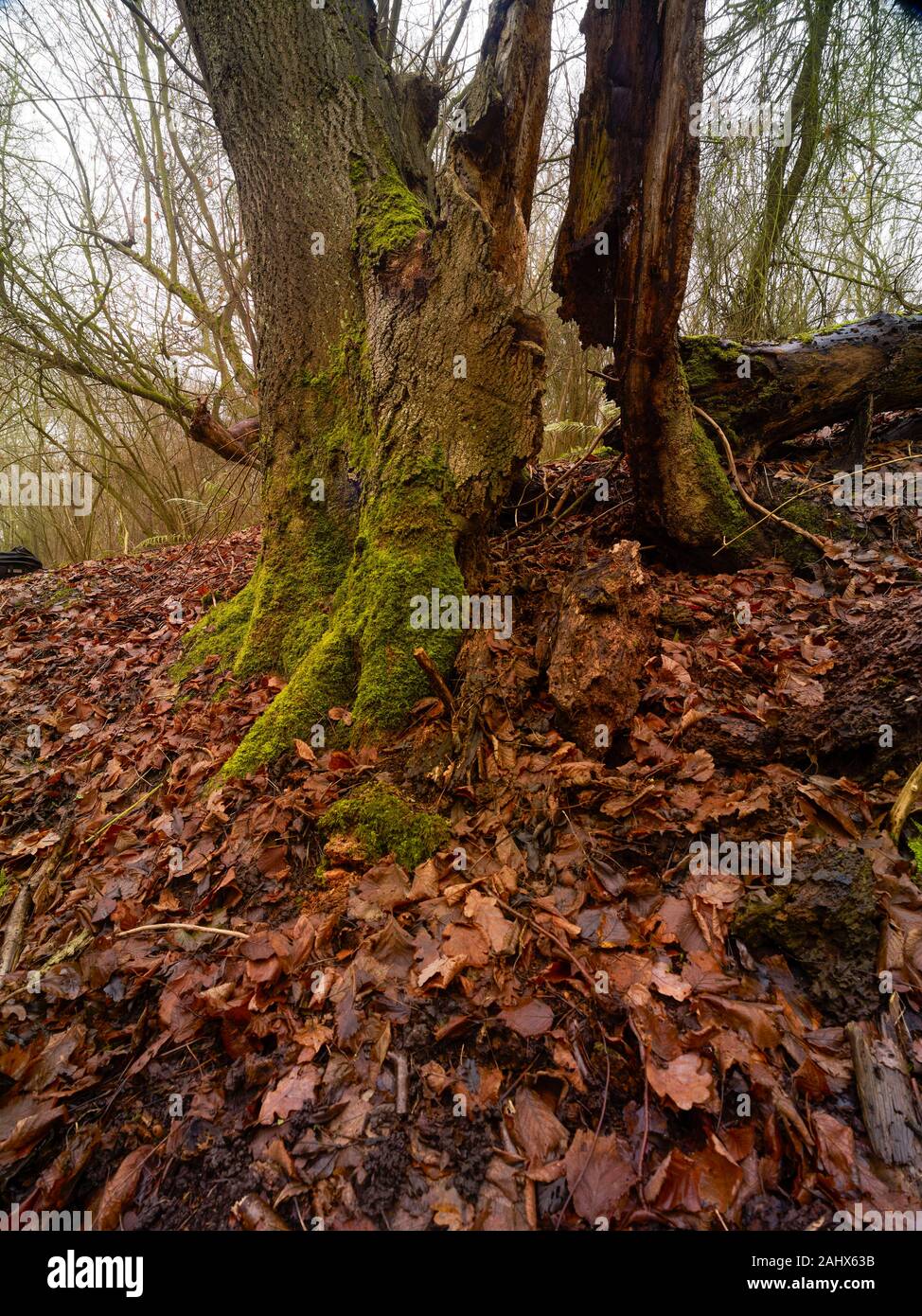 Elizabethan Beacon High Resolution Stock Photography and Images - Alamy