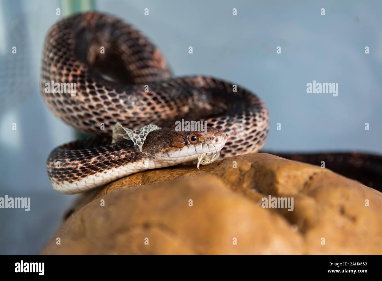 Closeup shot with selective focus of pet serpent's head as it sheds its ...