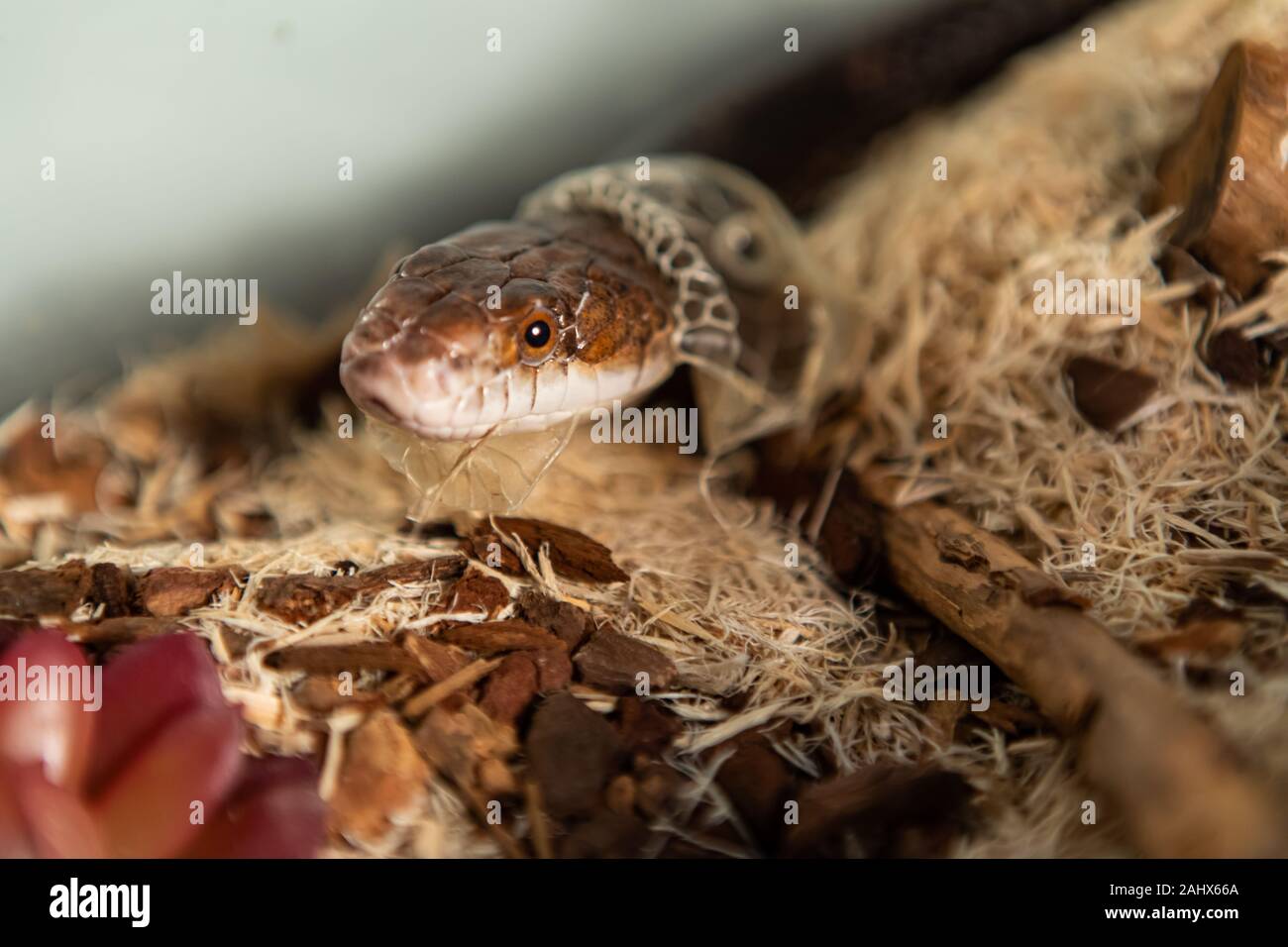 Closeup shot with selective focus of pet serpent's head as it sheds its ...