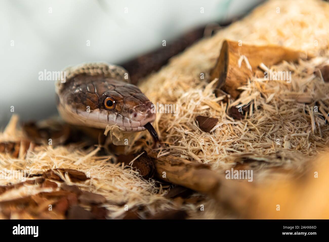 Closeup shot with selective focus of pet serpent's head as it sheds its ...