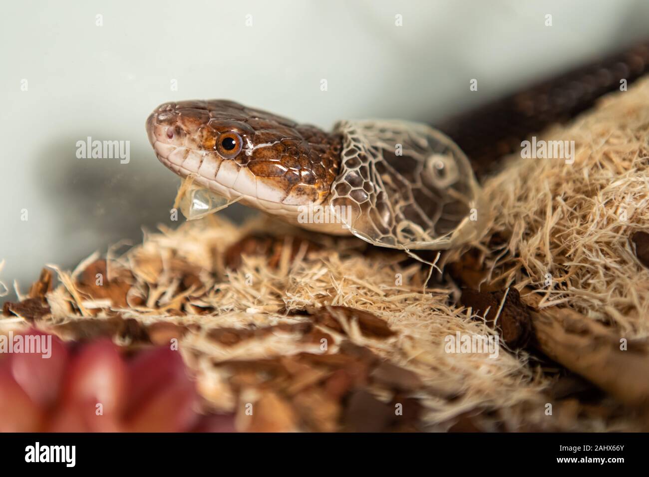 Snake sheds skin hi-res stock photography and images - Alamy
