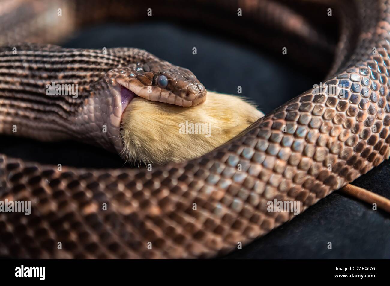 Snake swallowing mouse hi-res stock photography and images - Alamy