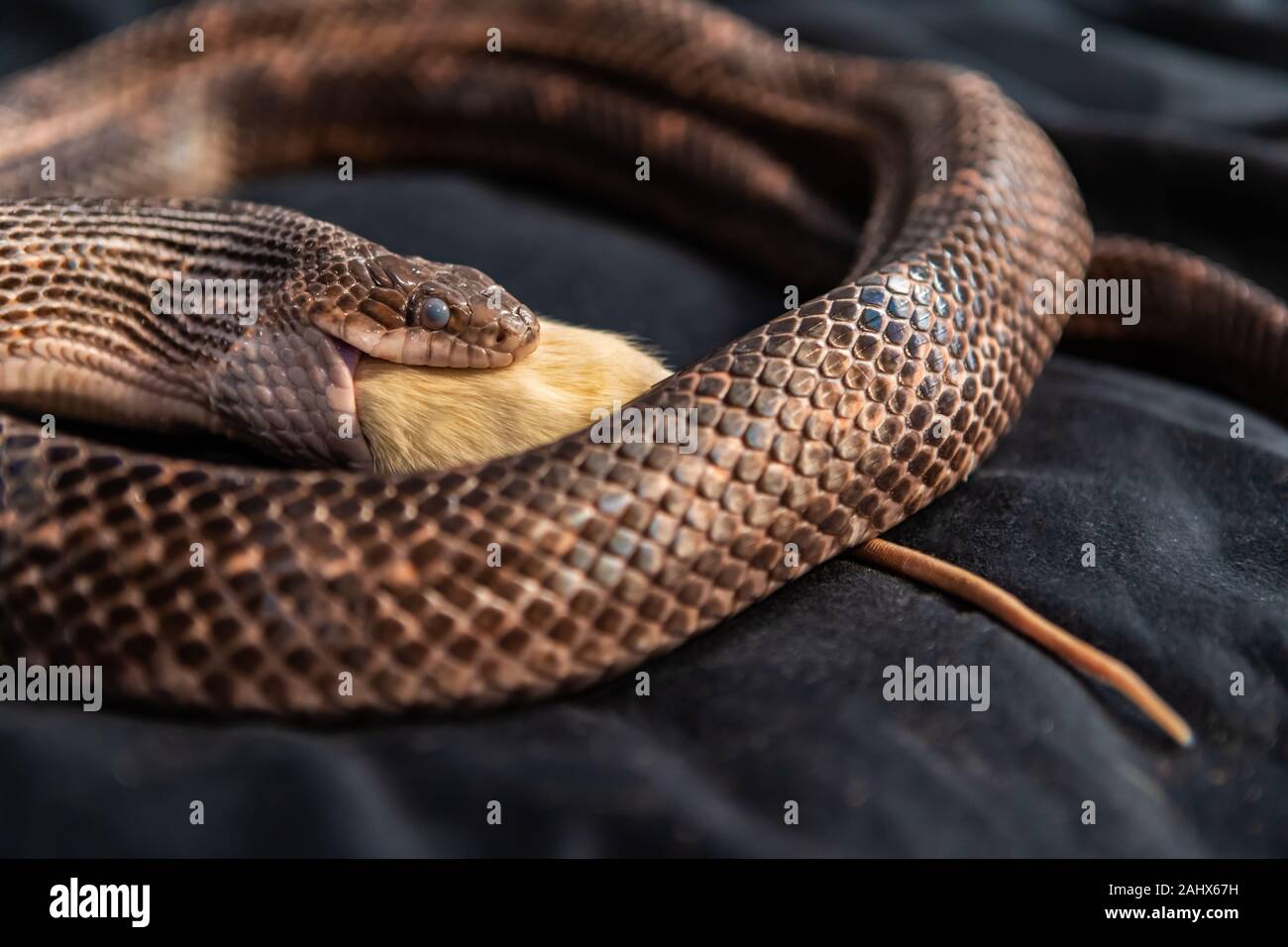 Snake swallowing mouse hi-res stock photography and images - Alamy