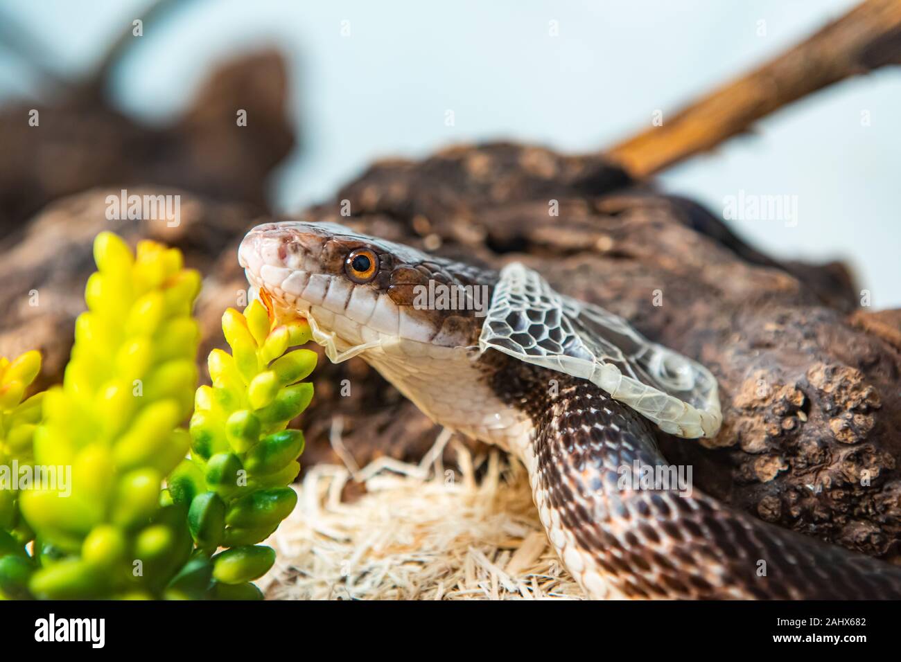 Closeup shot with selective focus of pet serpent's head as it sheds its ...