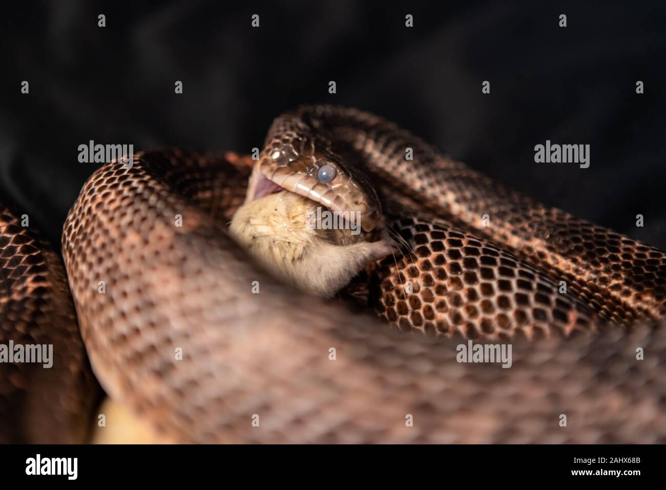 Snake swallowing mouse hi-res stock photography and images - Alamy