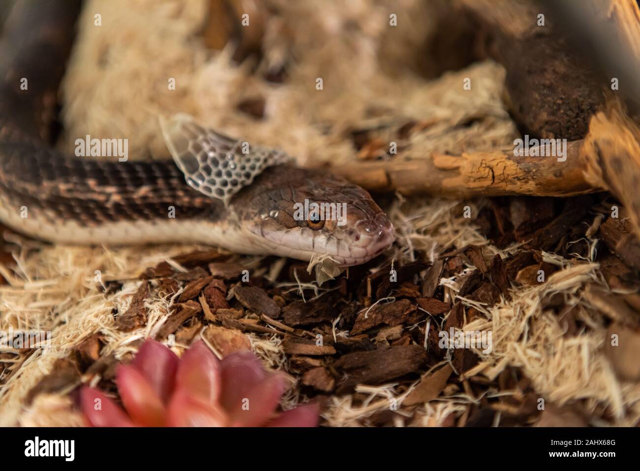 Snakeskin snake skin shed hi-res stock photography and images - Alamy