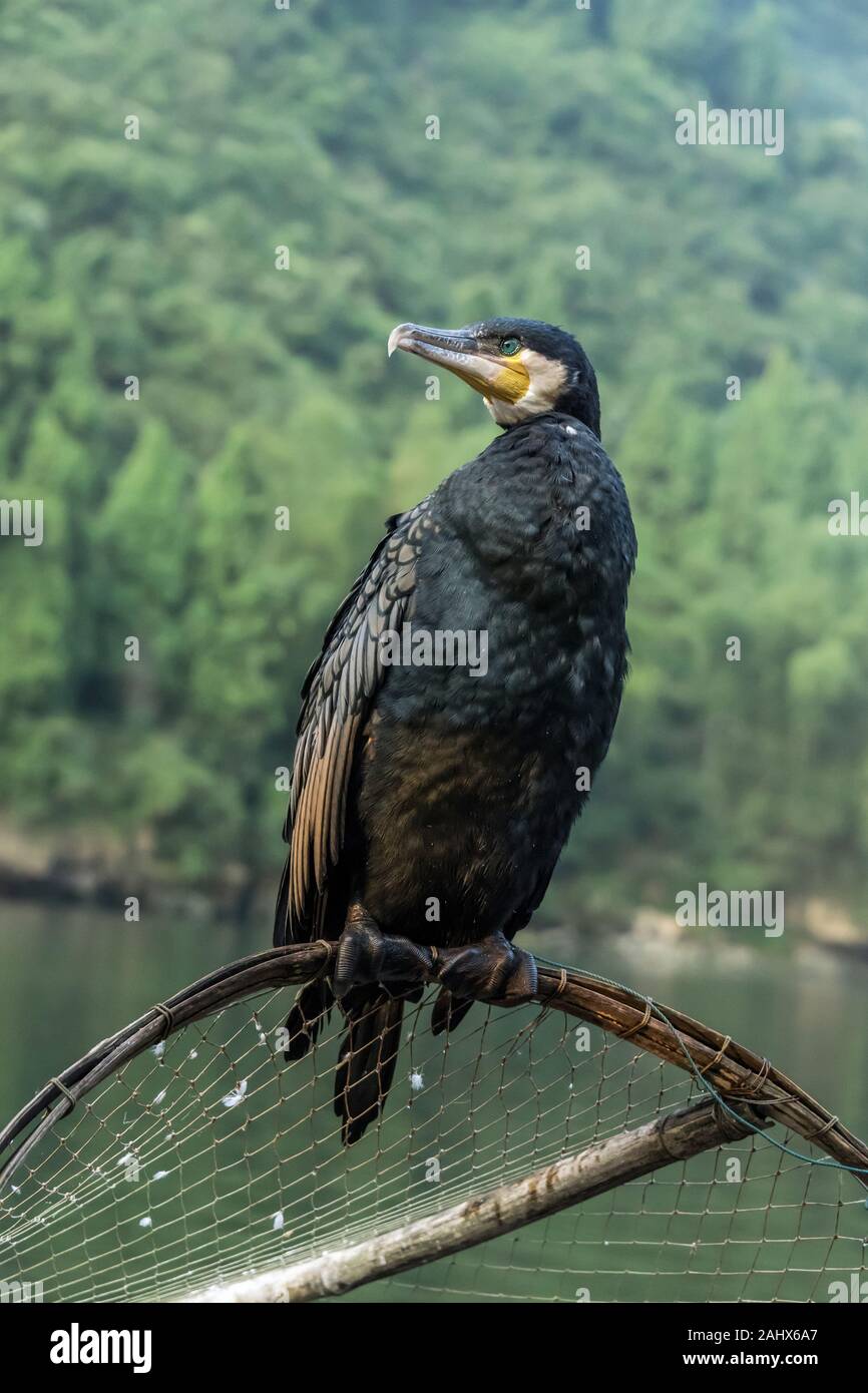 Conical beak hi-res stock photography and images - Alamy