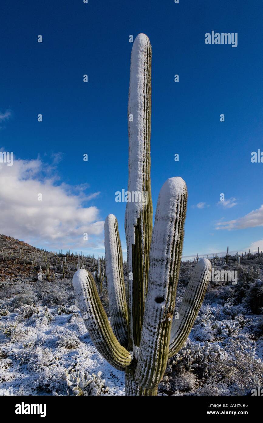 Snowy desert hi-res stock photography and images - Alamy